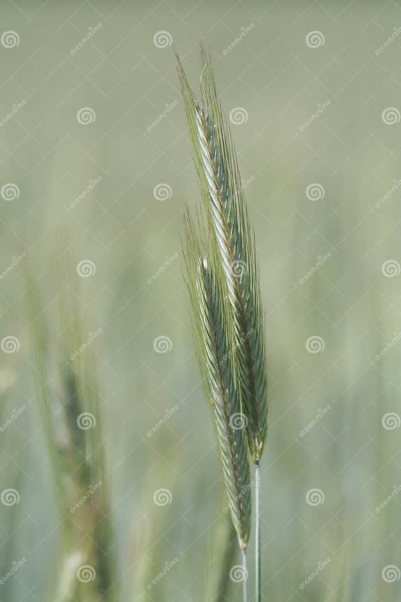 Wheat stock photo. Image of love, pastel, macro, plant - 55011082