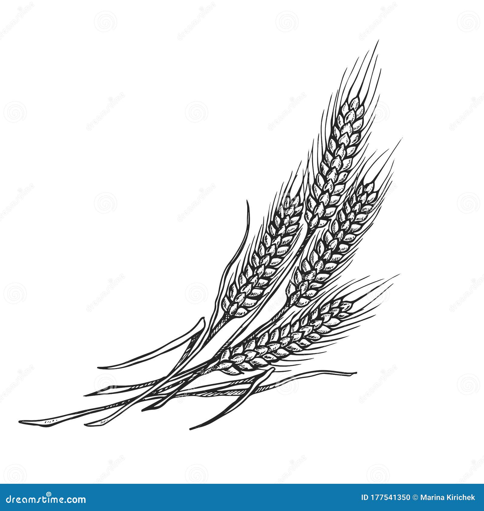 Wheat Drawing