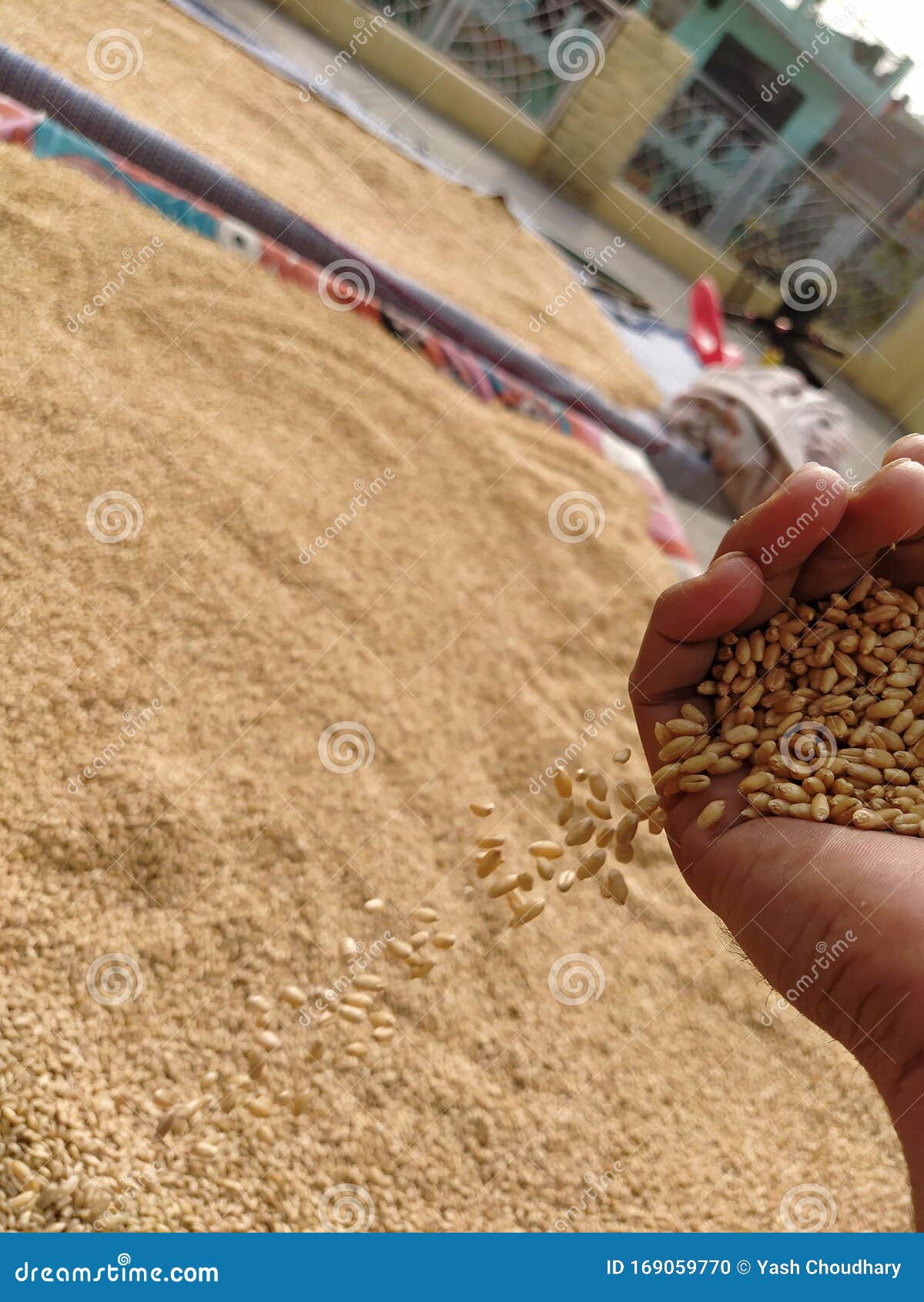 Wheat stock photo. Image of evening, wheat, close, hand - 169059770