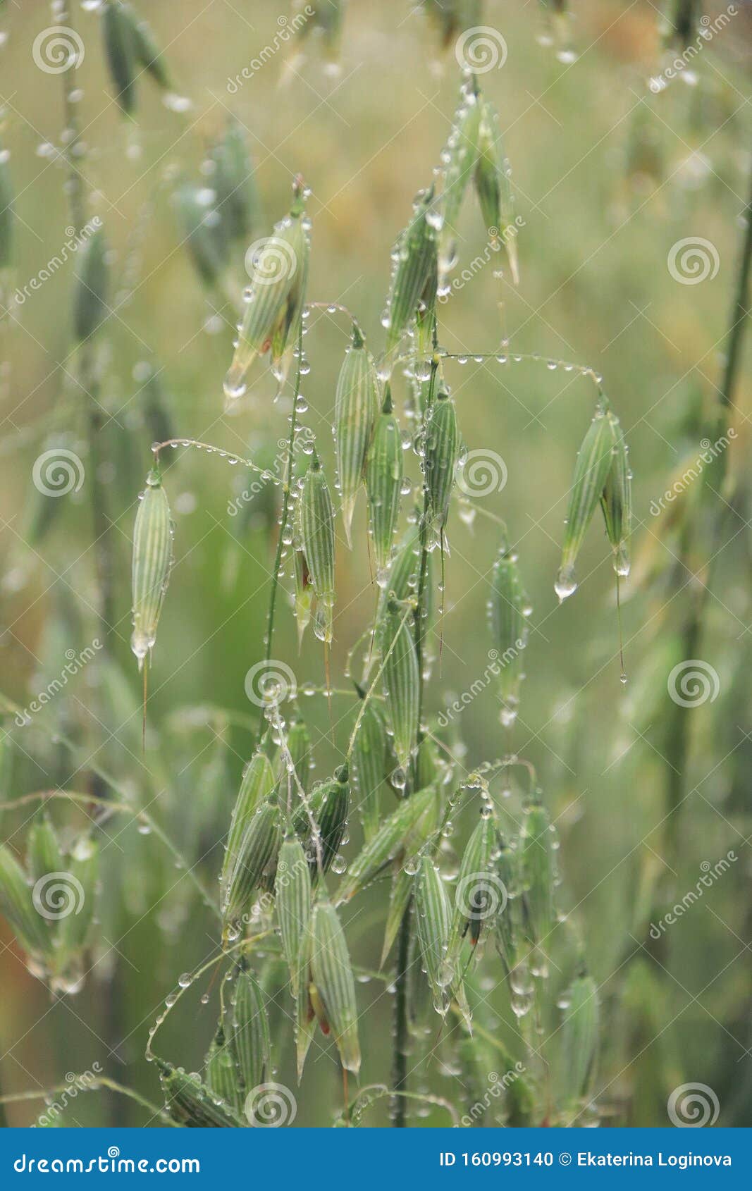 Wheat in drops stock photo. Image of drop, plant, wheat - 160993140