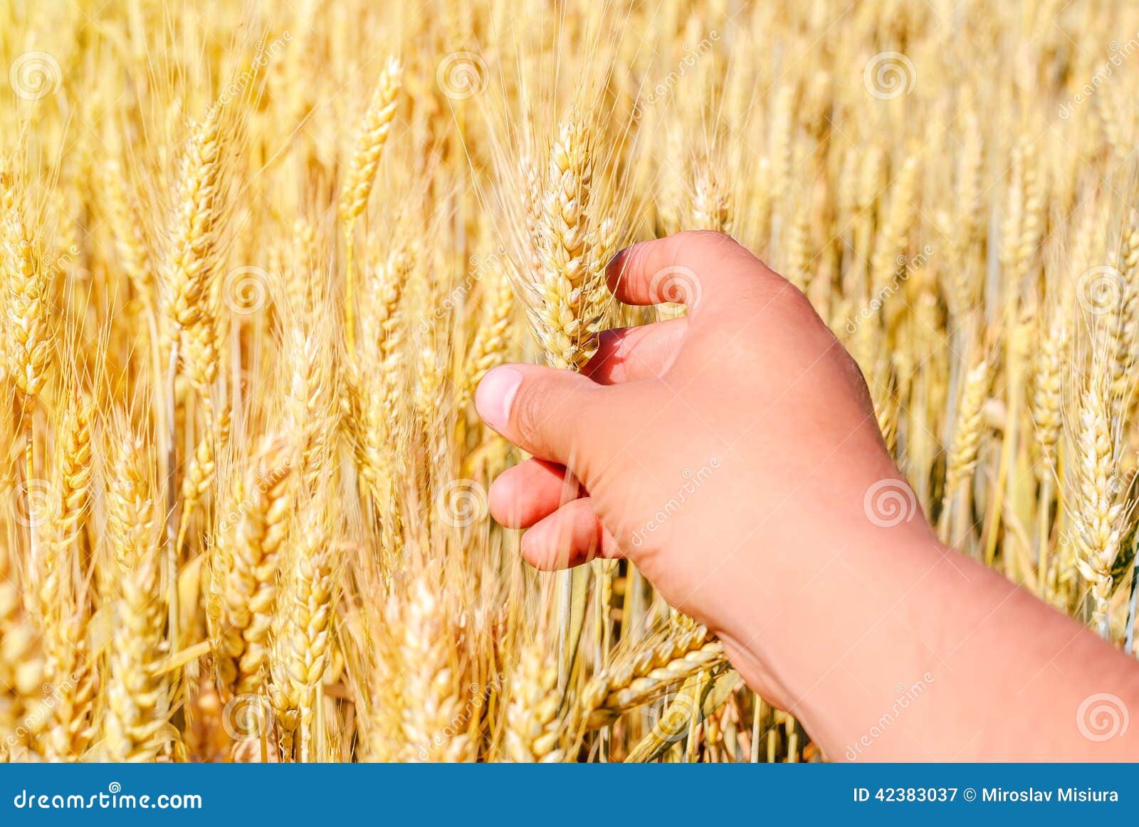 Wheat drought stock image. Image of harvesting, flora - 42383037