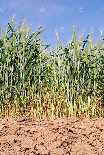 Wheat in Dry Fields stock image. Image of green, agriculture - 9685315