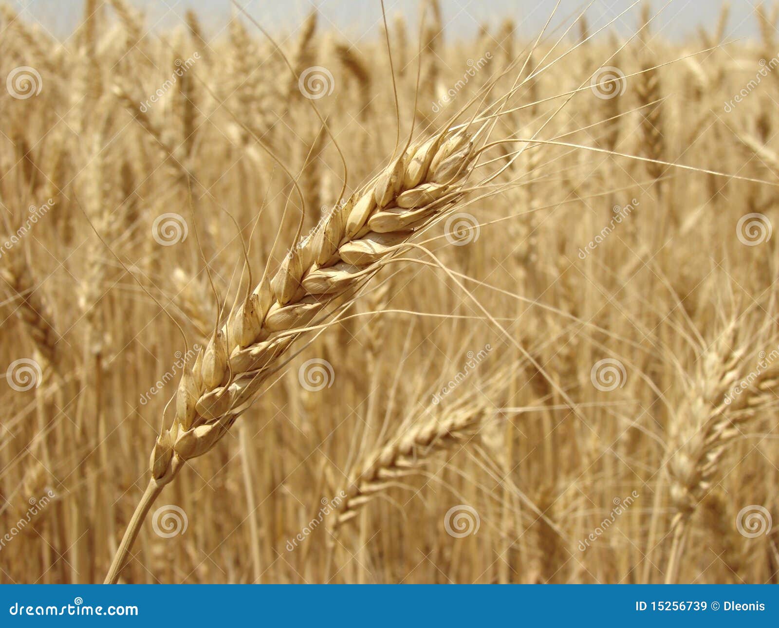 Wheat ear stock image. Image of harvest, growing, cultivated - 15256739