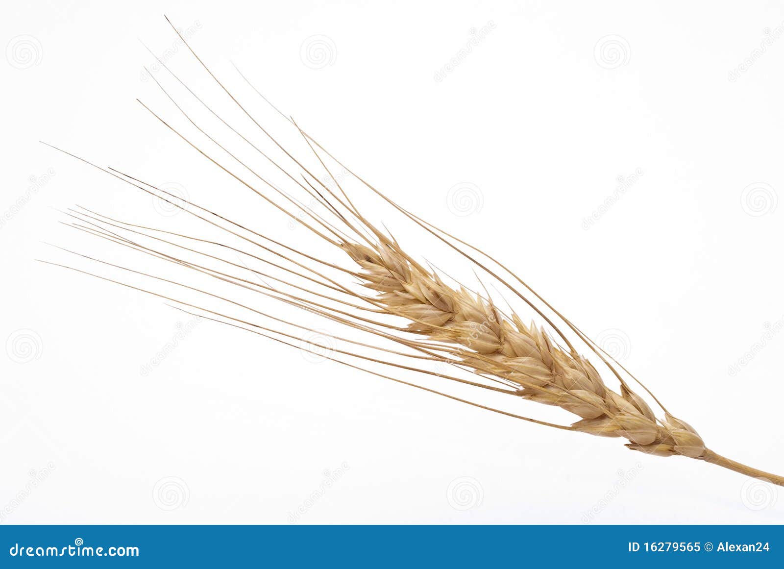 Wheat ear stock image. Image of wheat, meal, cultivate - 16279565