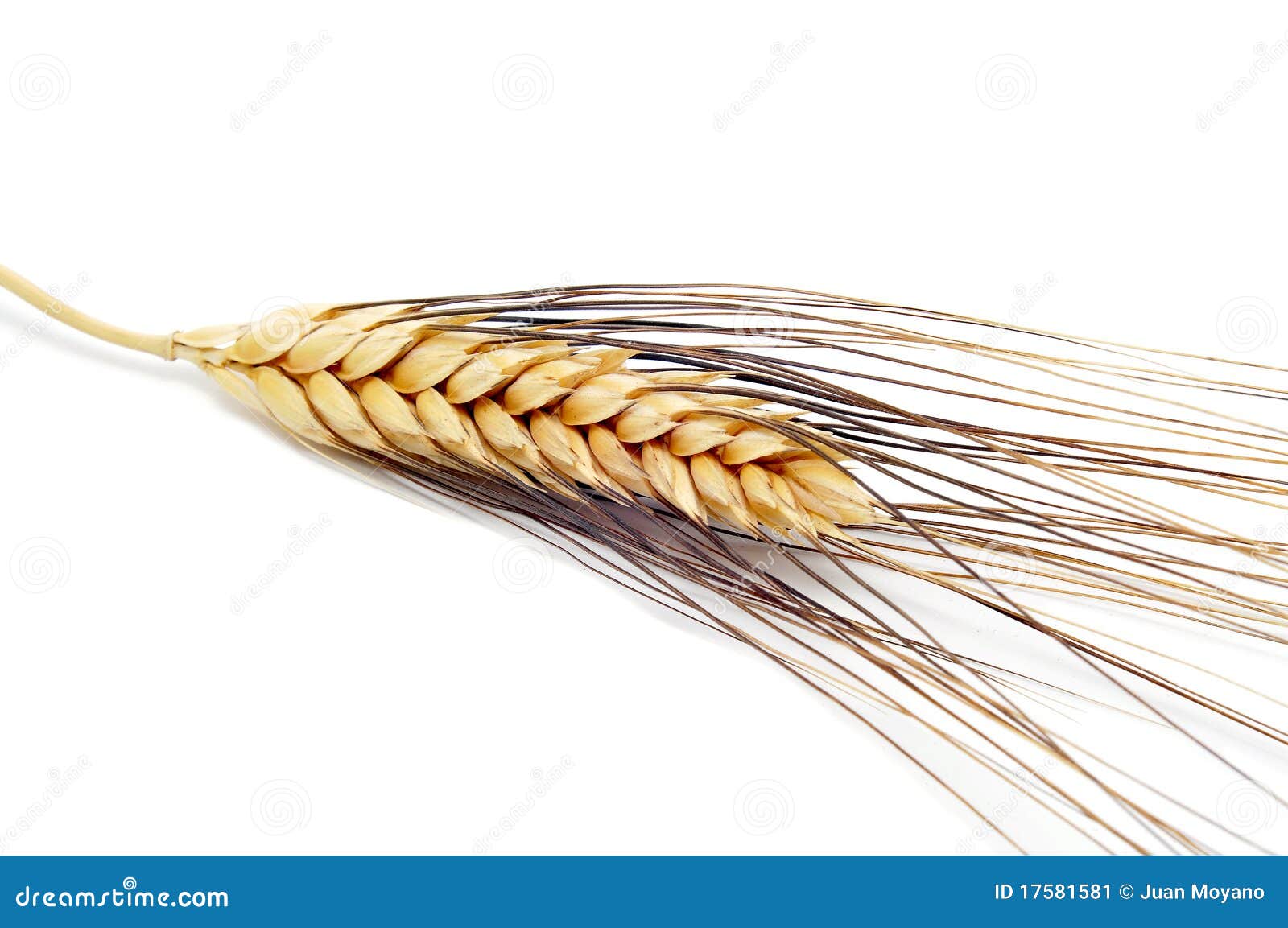 Wheat ear stock image. Image of plant, rural, produce - 17581581