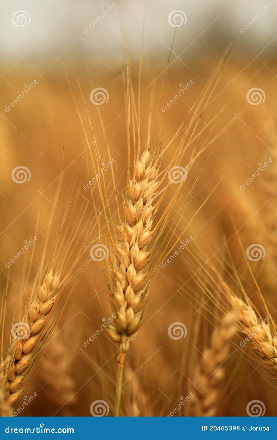 Wheat ear stock photo. Image of seasonal, agriculture - 20465398