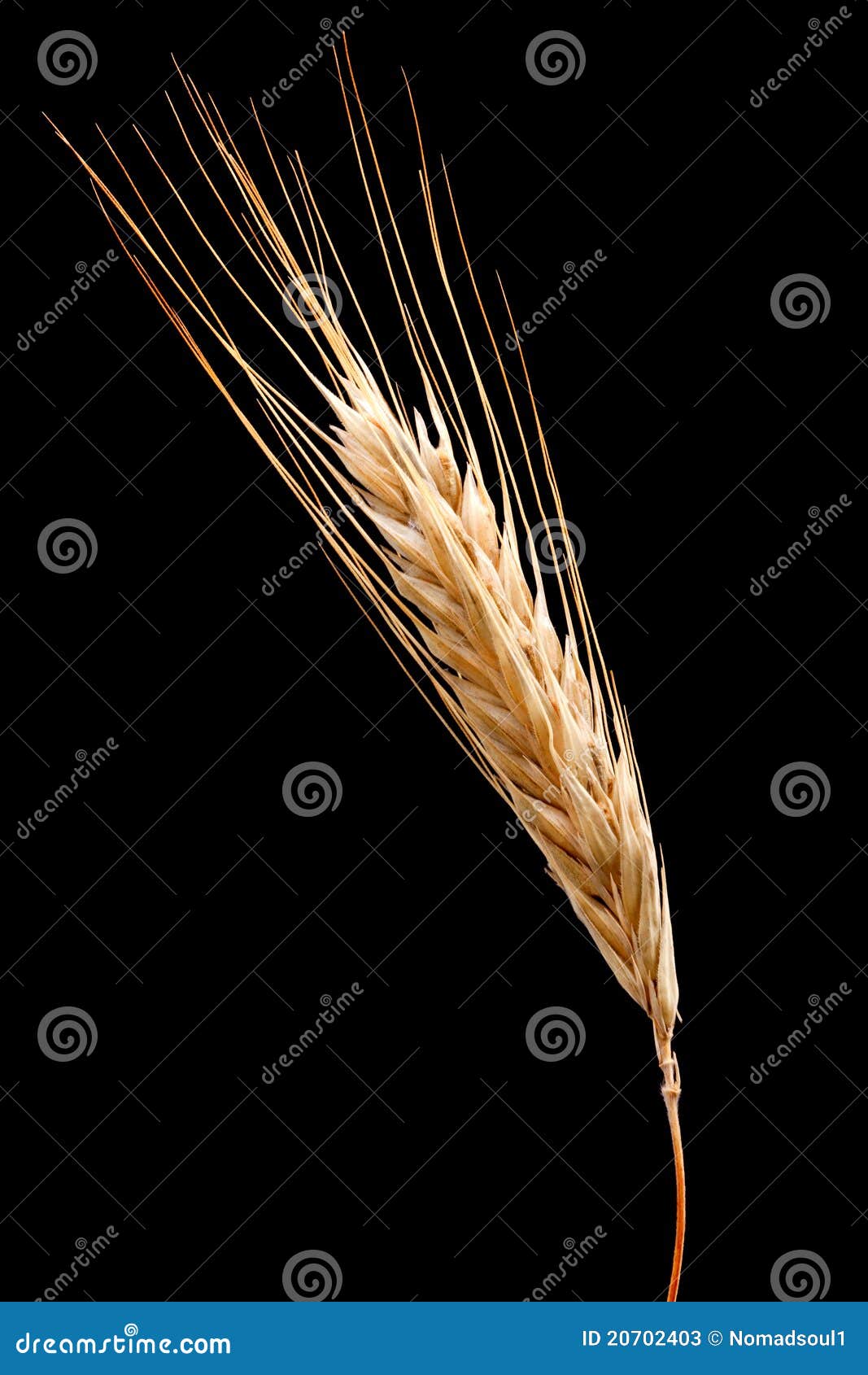 Wheat ear stock image. Image of grains, field, land, crops - 20702403