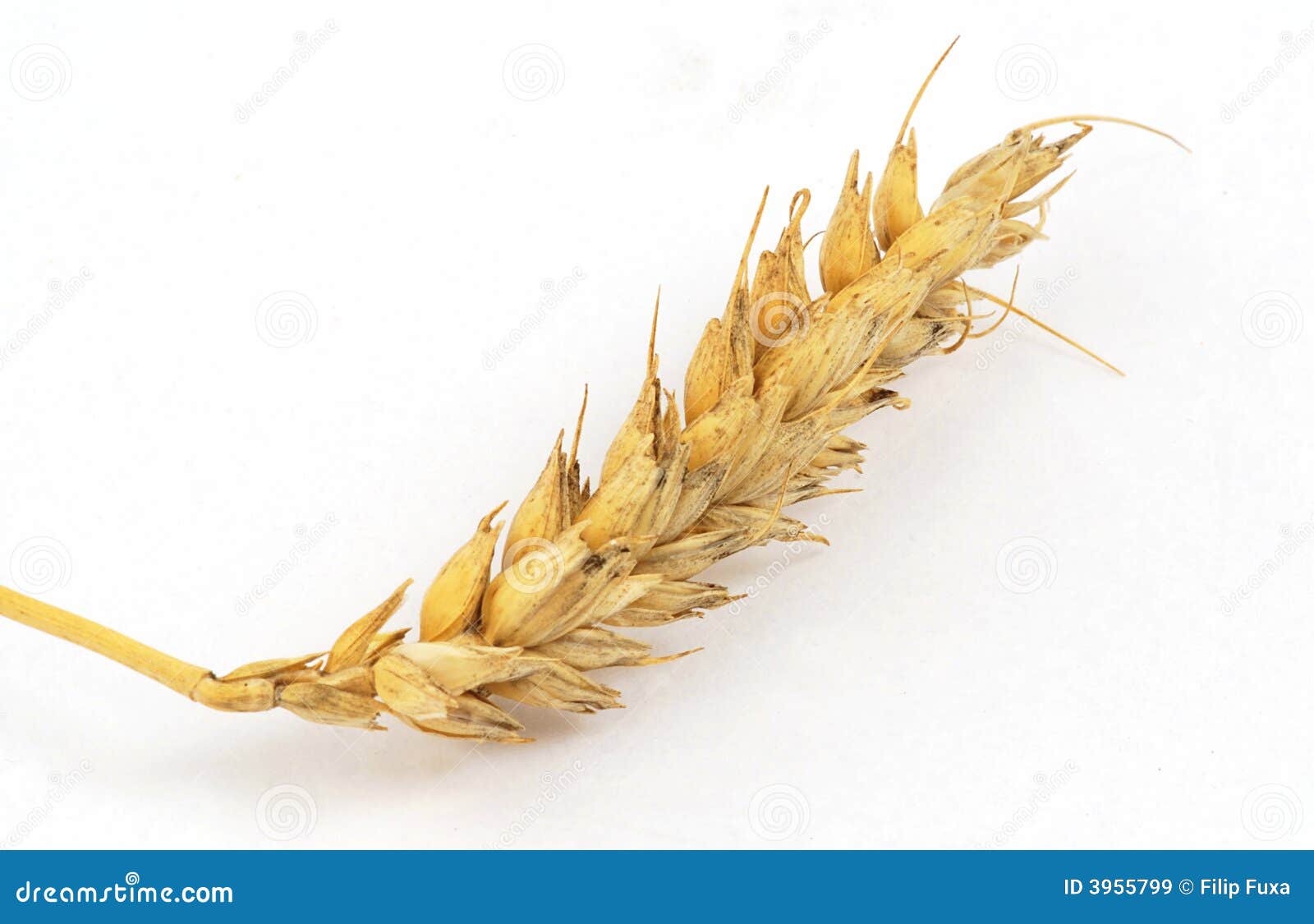 Wheat ear stock image. Image of wheat, bread, flour, bake - 3955799