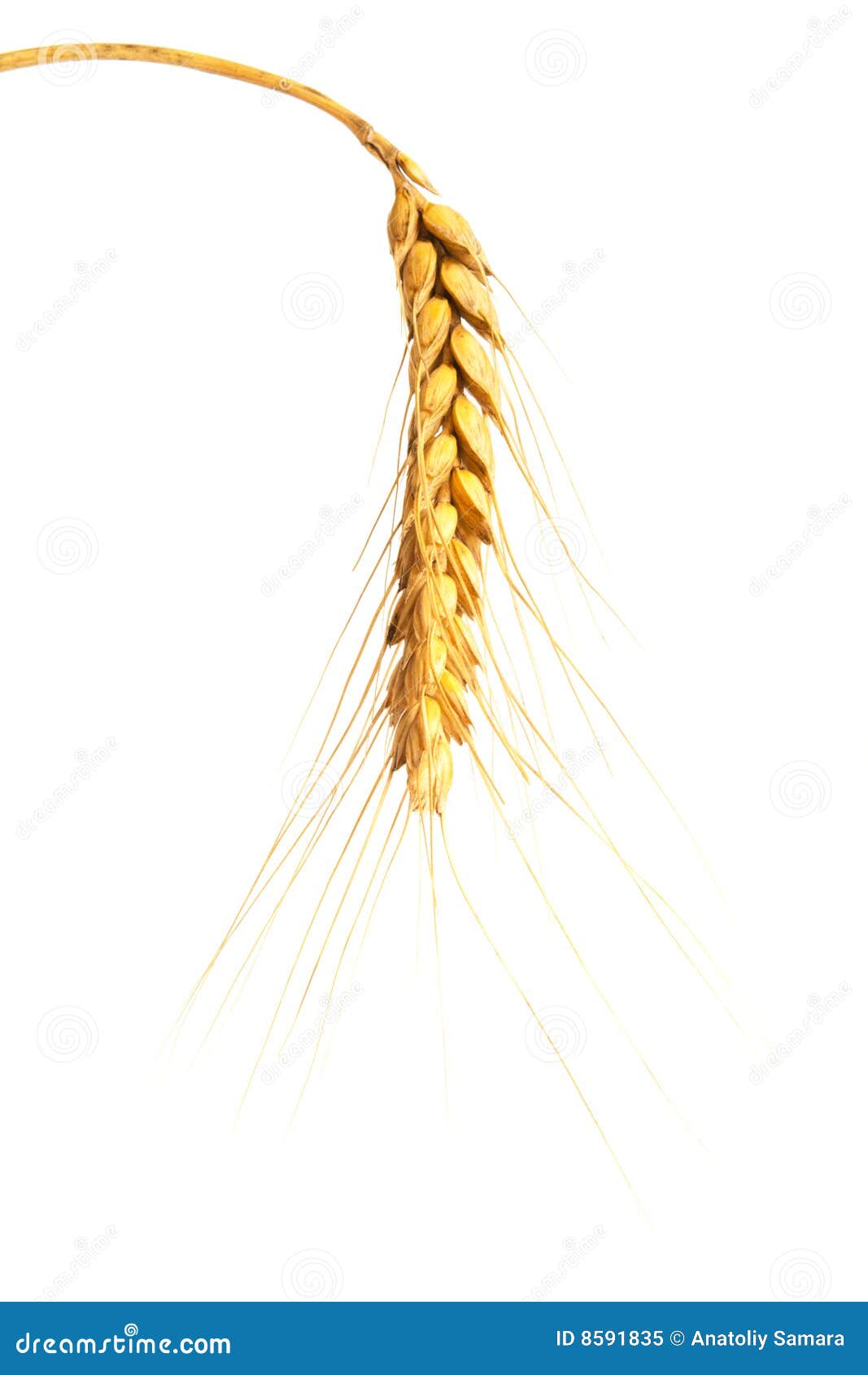 Wheat ear stock image. Image of ripe, white, grain, golden - 8591835