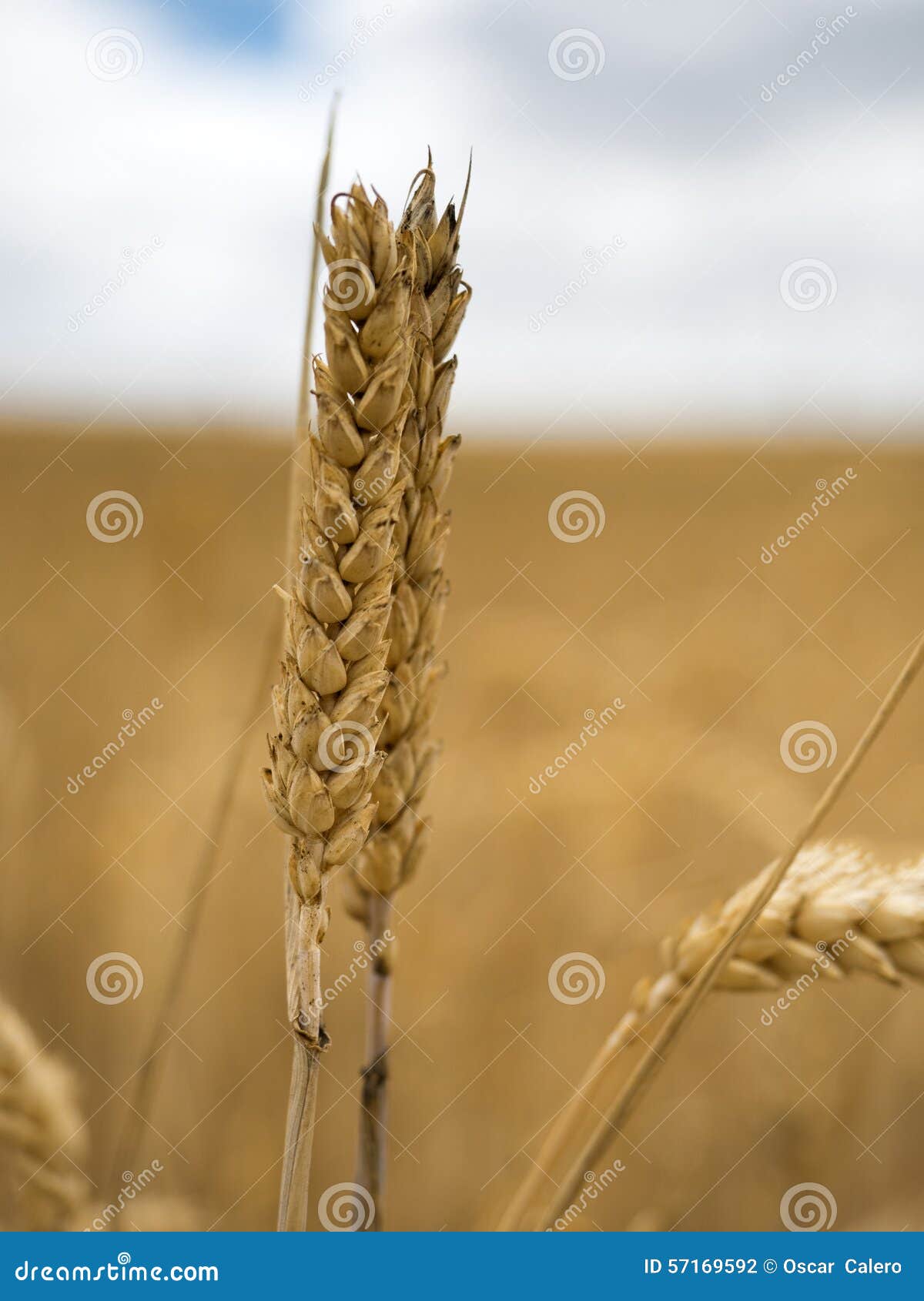 Wheat ear stock photo. Image of food, wheat, agriculture - 57169592