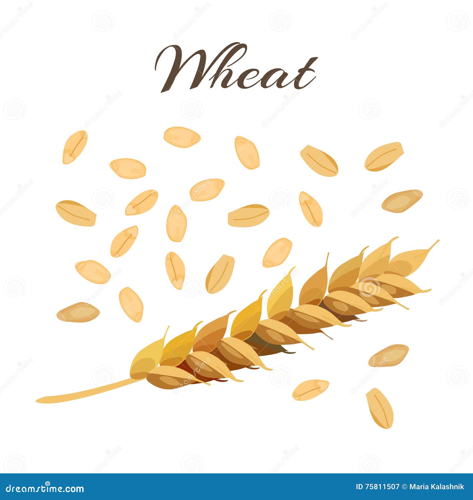 Wheat ear and grains. stock vector. Illustration of design - 75811507