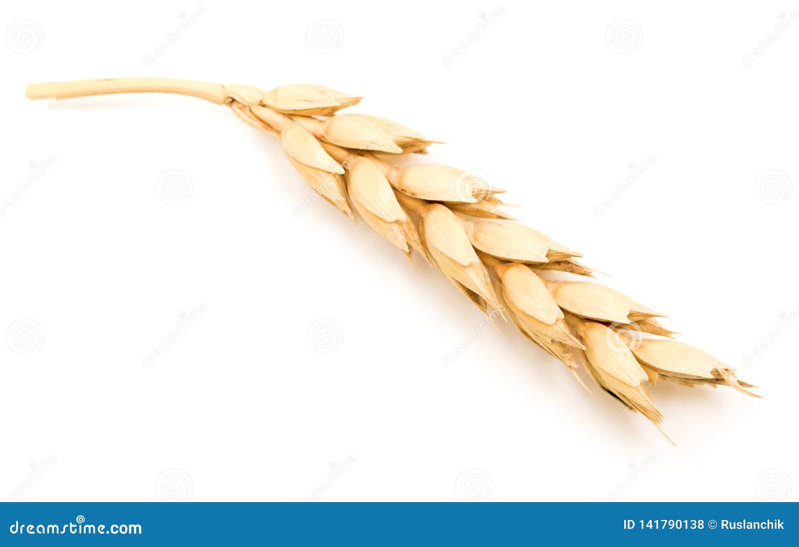 Wheat ear stock photo. Image of organic, closeup, golden - 141790138