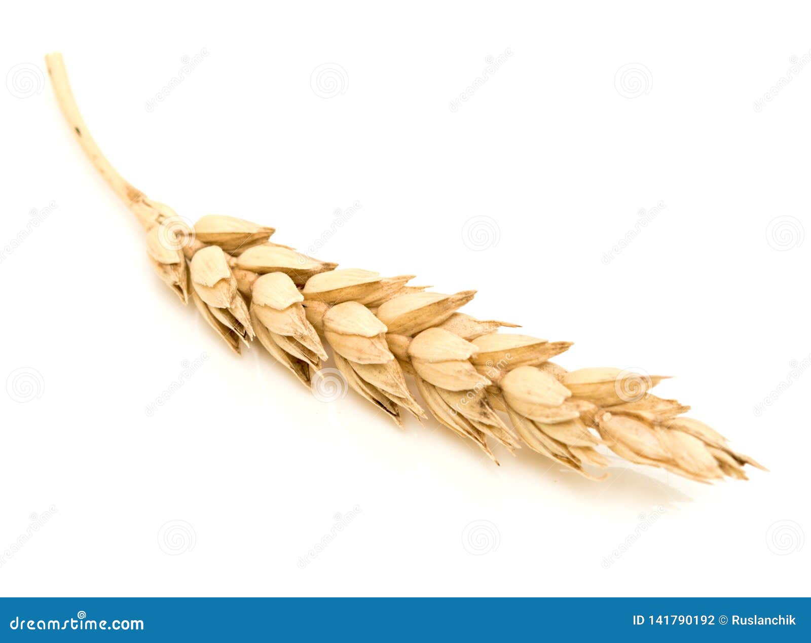 Wheat ear stock photo. Image of black, harvest, yellow - 141790192