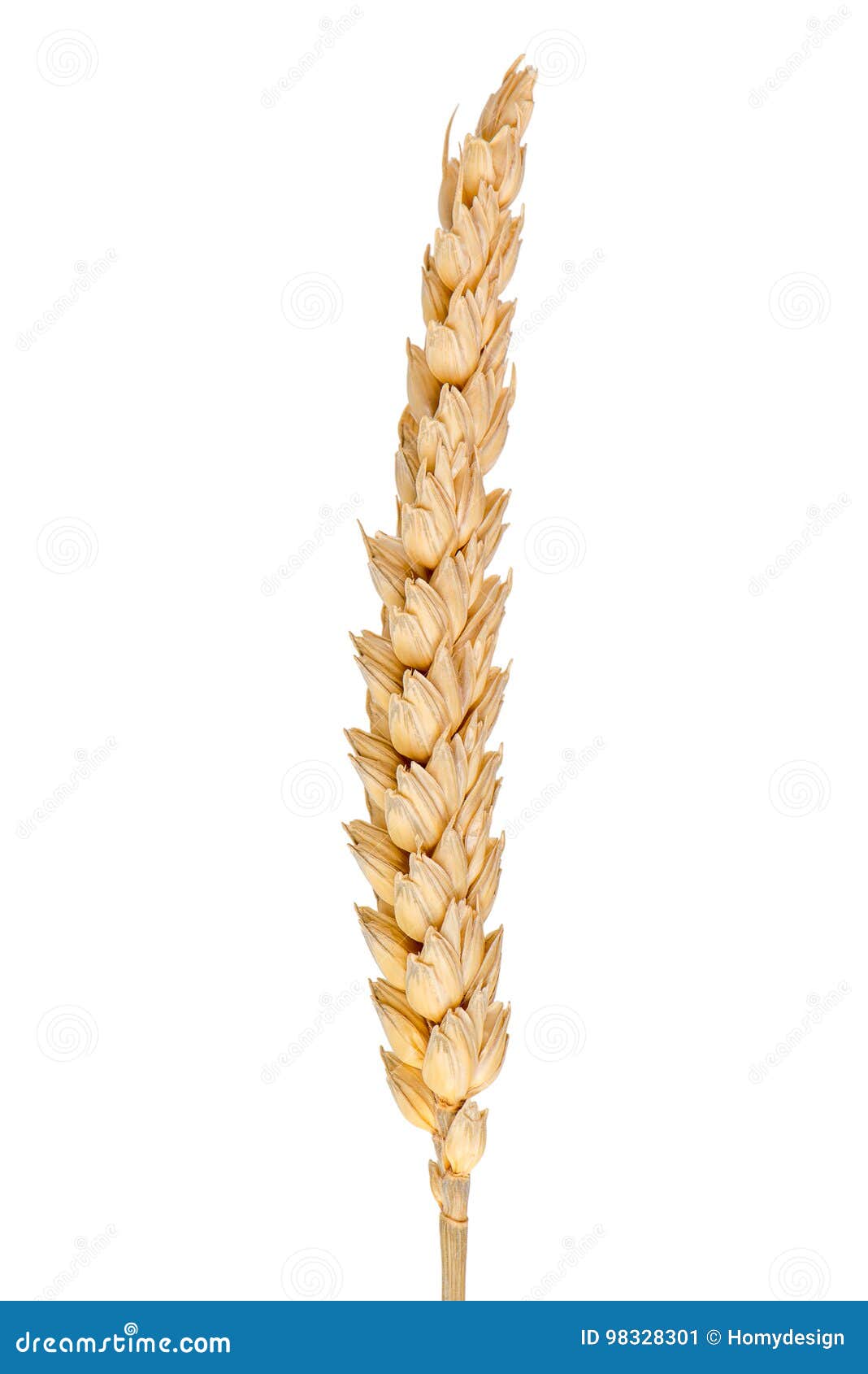Wheat ear isolated stock image. Image of barley, farming - 98328301