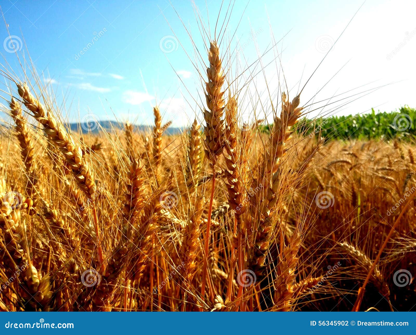 Wheat in early summer stock photo. Image of summer, harvest - 56345902