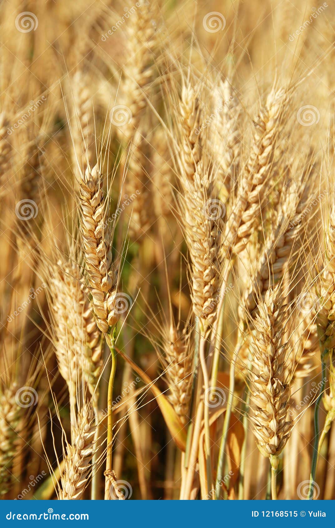 Wheat ears stock image. Image of grains, botanic, core - 12168515