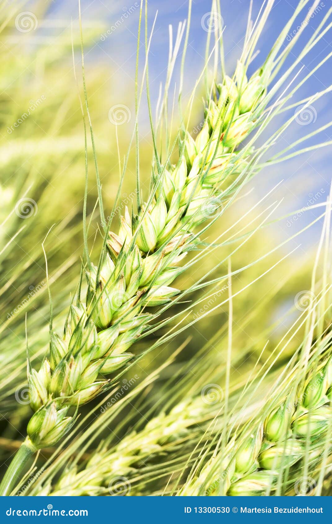 Wheat ears stock photo. Image of cereal, environment - 13300530