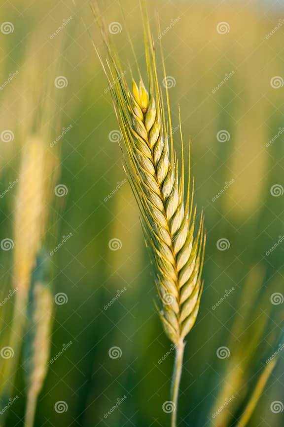 Wheat ears stock image. Image of bright, plant, closeup - 15158105