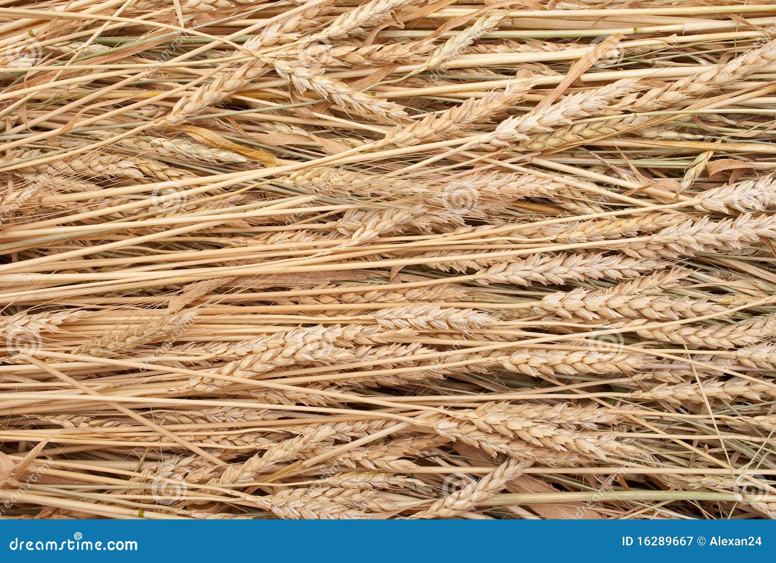 Wheat ears stock image. Image of isolated, cultivate - 16289667