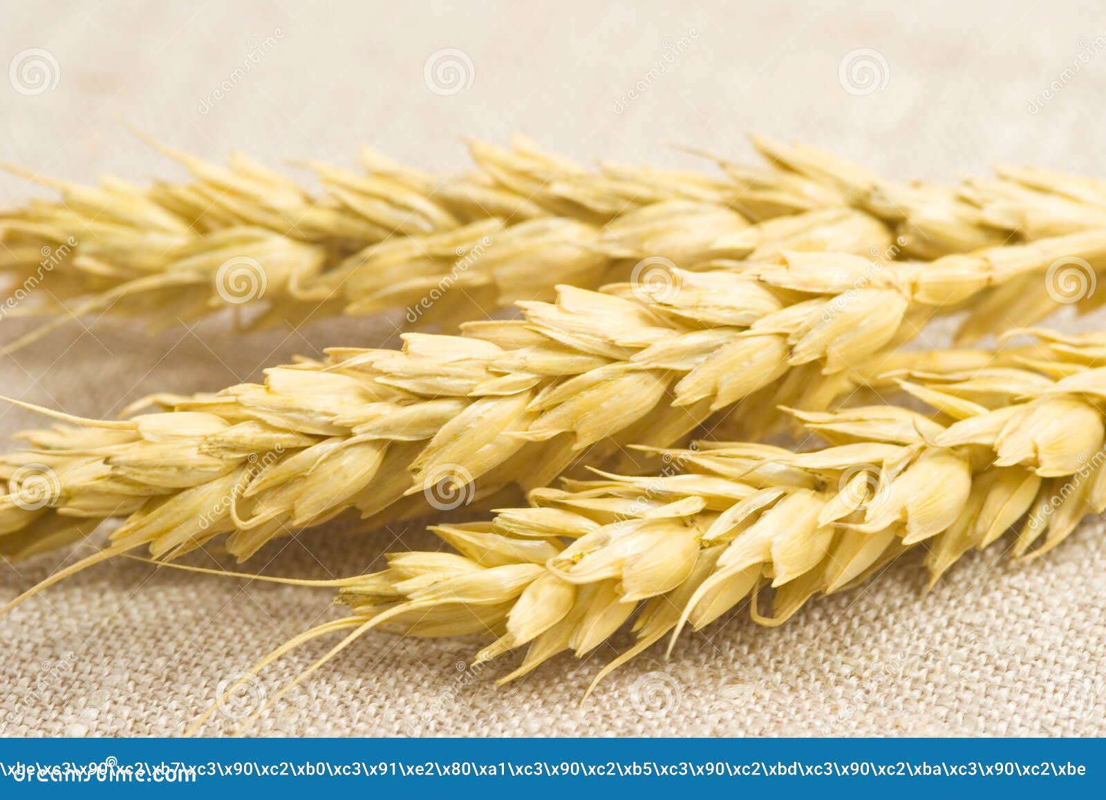 Wheat ears stock photo. Image of purity, spiked, light - 2311126