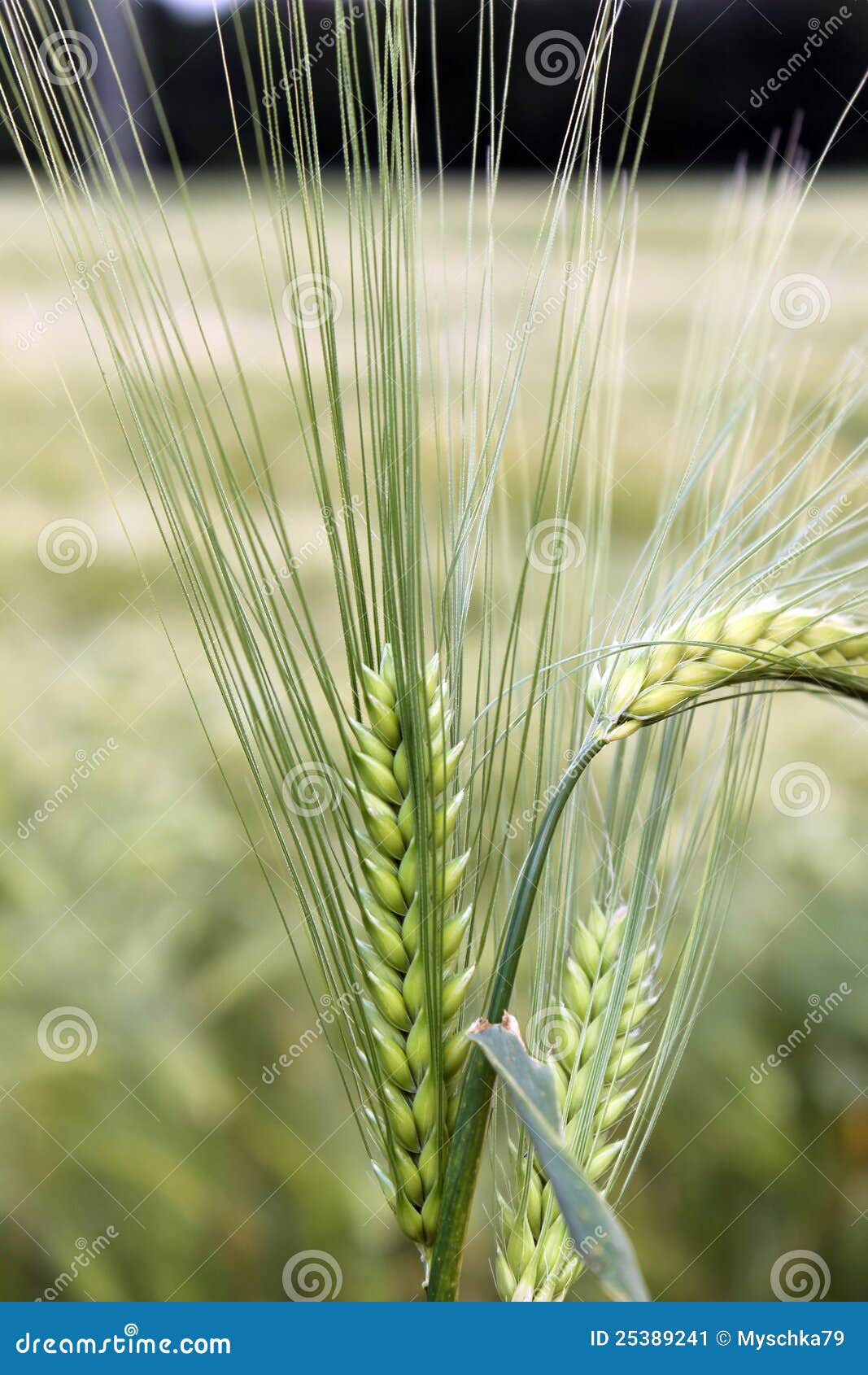 Wheat ears stock image. Image of baking, field, growth - 25389241