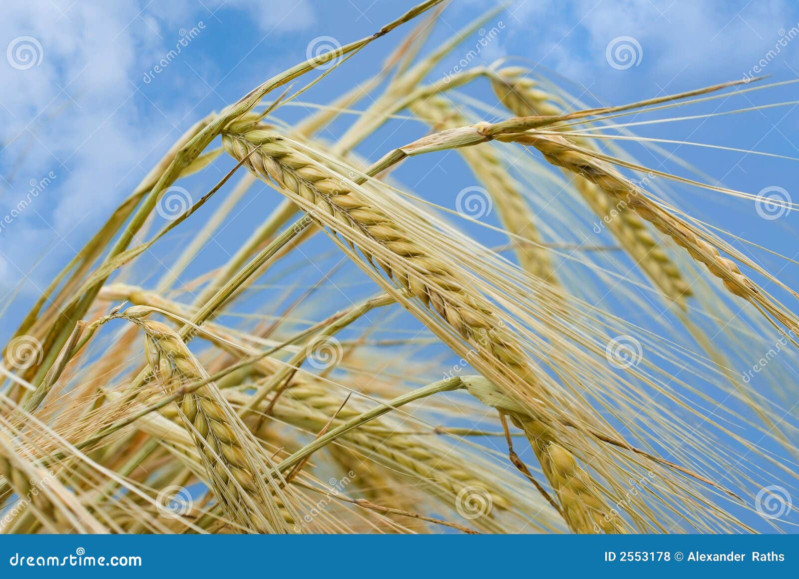 Wheat ears stock photo. Image of country, harvesting, baking - 2553178