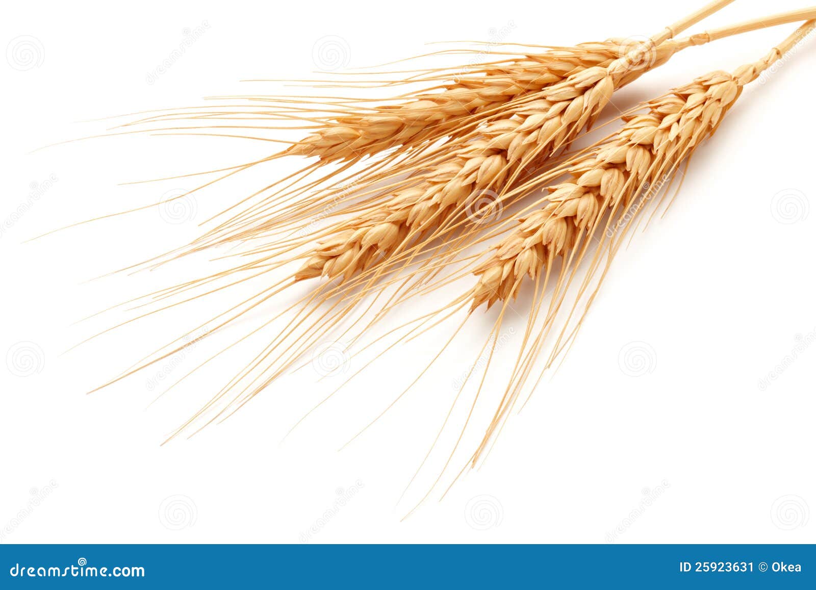 Wheat ears stock image. Image of grain, ripe, triticum - 25923631