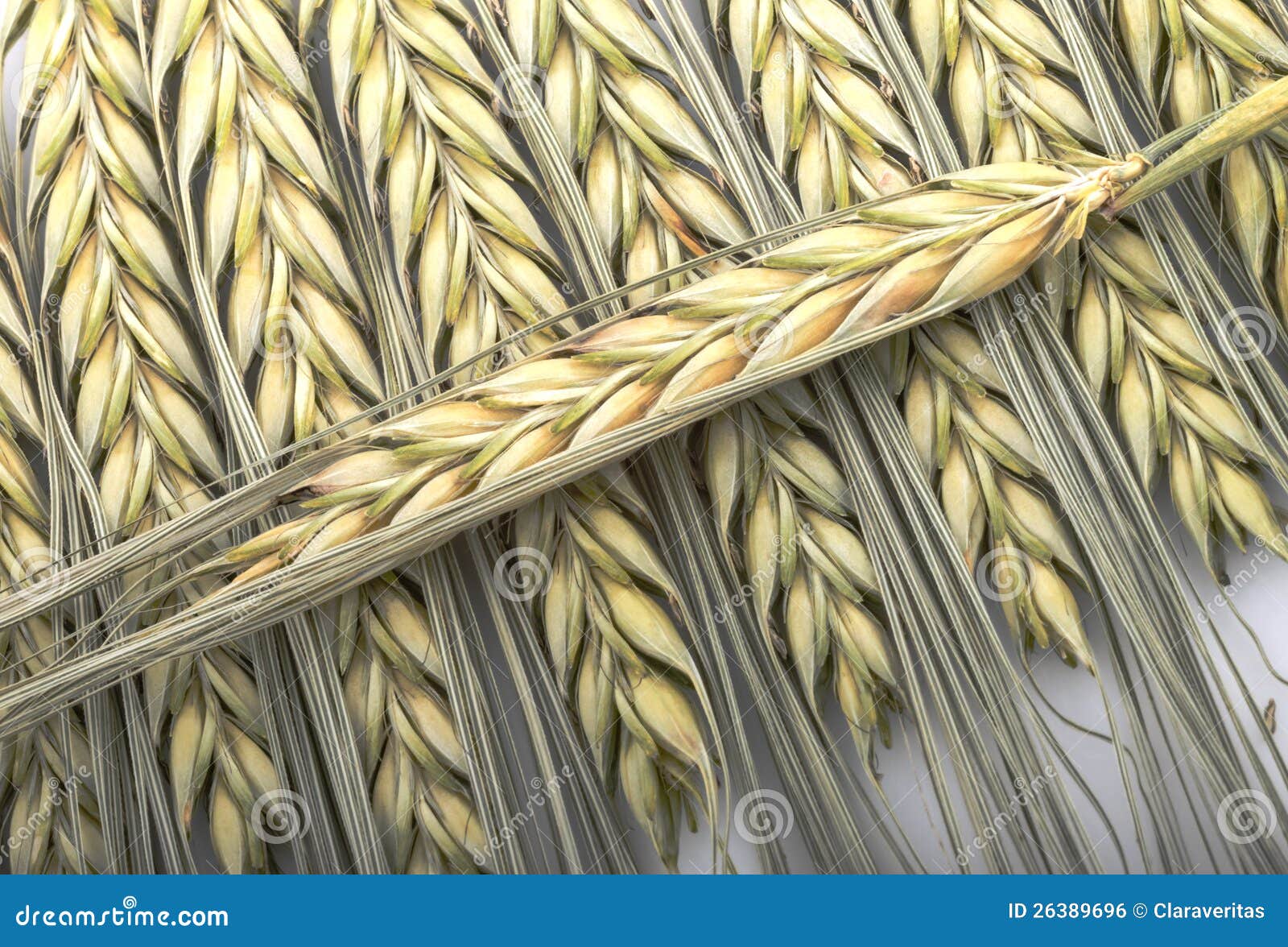 Wheat ears stock photo. Image of barley, crop, concept - 26389696
