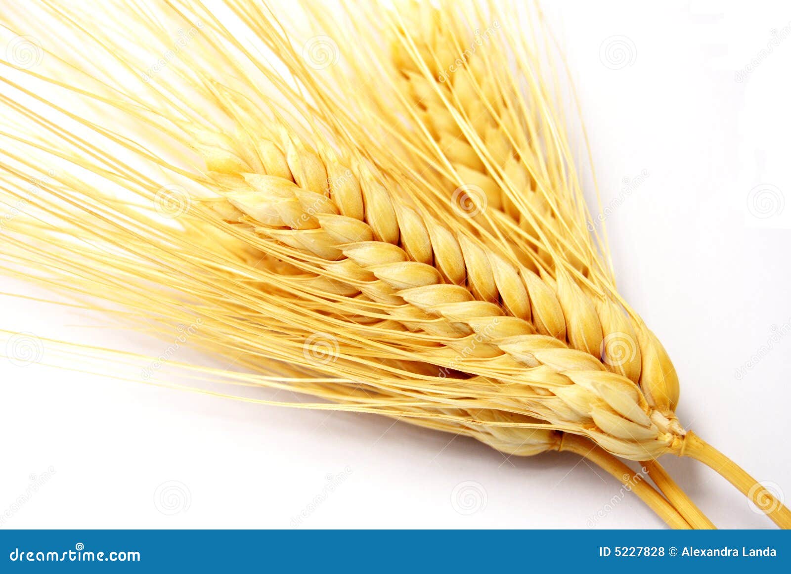 Wheat ears. stock photo. Image of natural, background - 5227828