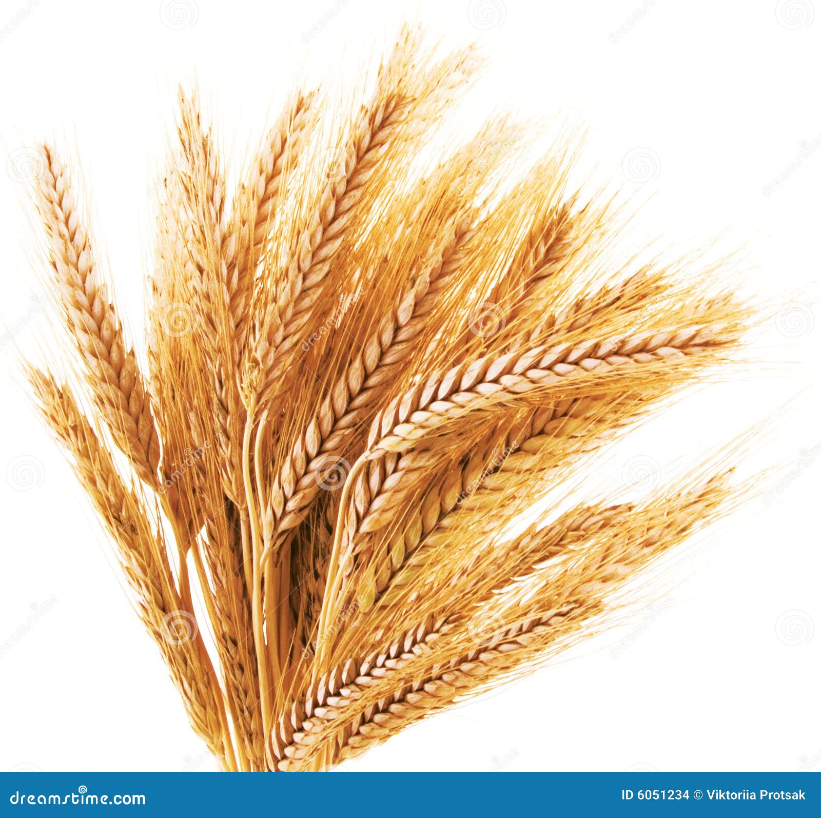 Wheat ears stock photo. Image of cereal, field, natural - 6051234