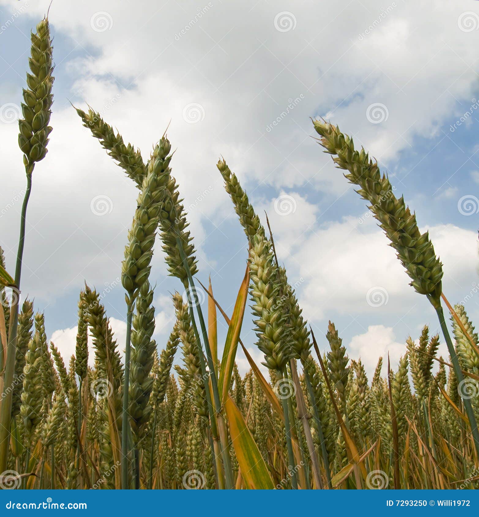 Wheat Ears stock photo. Image of growth, farmfield, harvest - 7293250