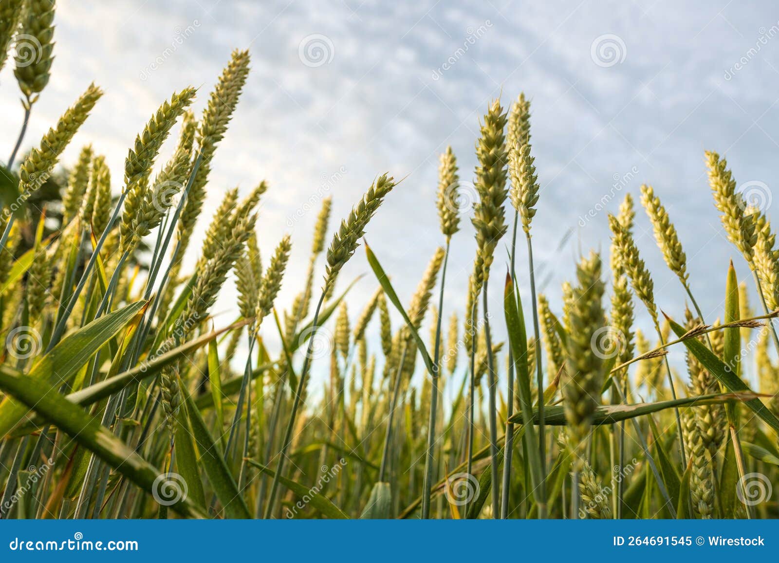 Wheat Ears in Agricultural Field Stock Image - Image of cultivated ...