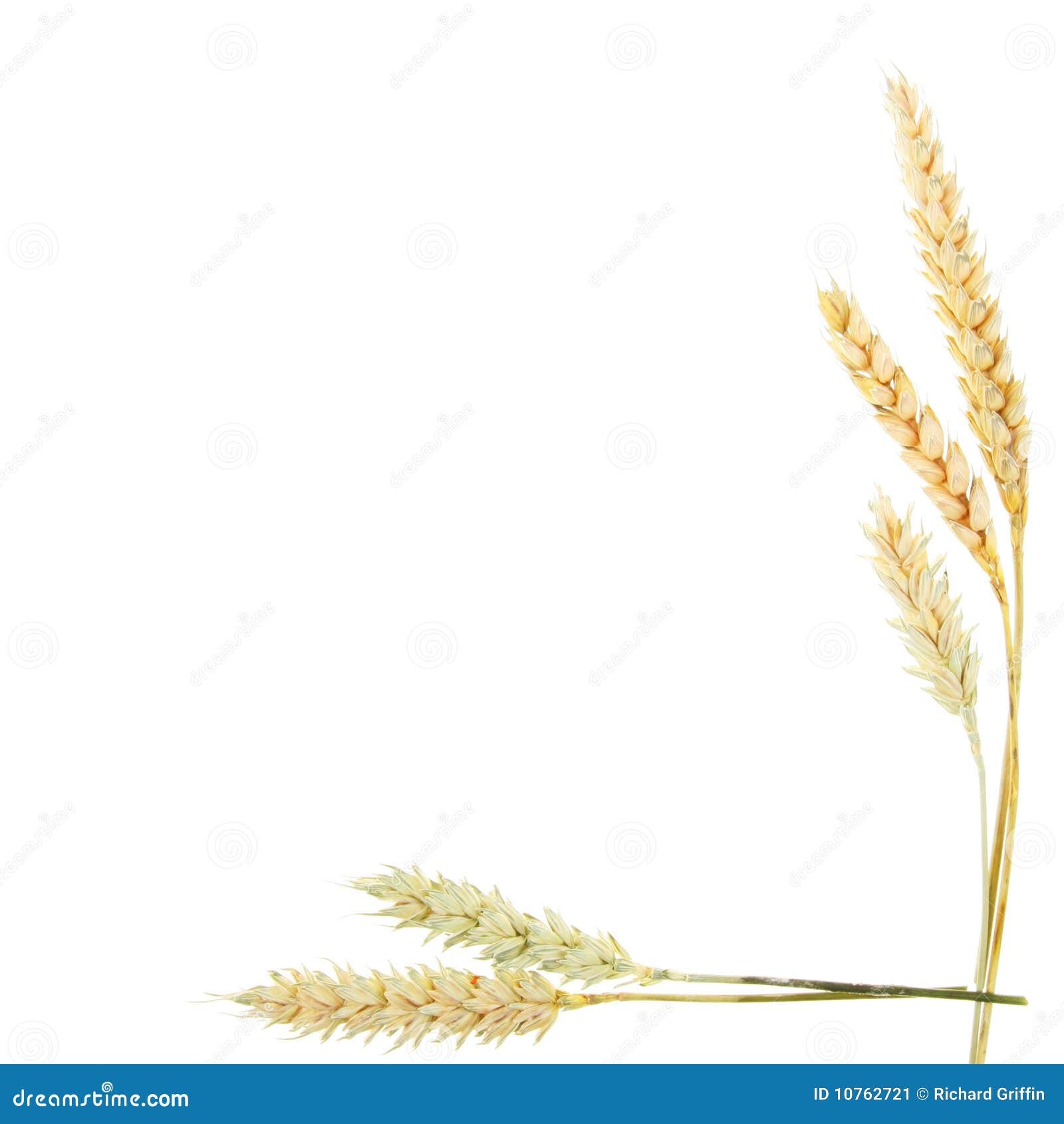 Wheat ears border stock image. Image of harvest, crop - 10762721