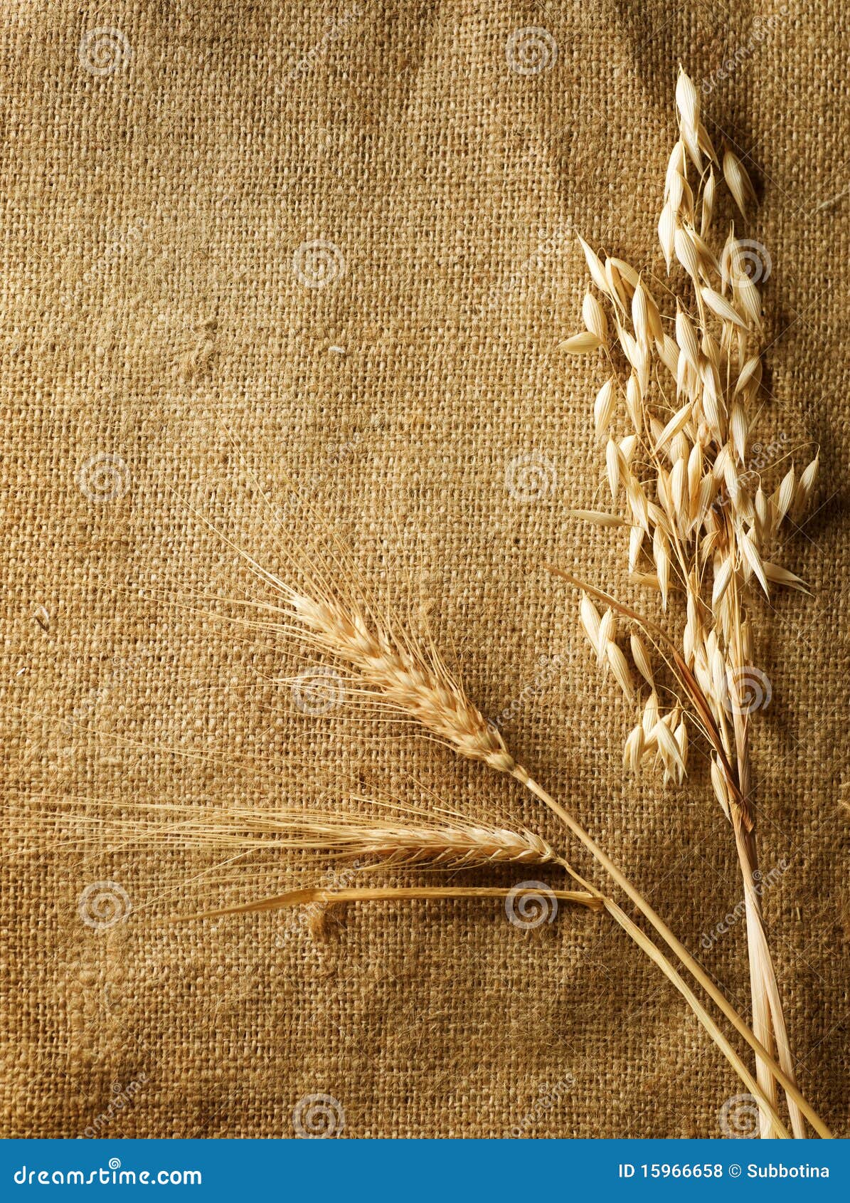 Wheat Ears border stock photo. Image of grain, design - 15966658