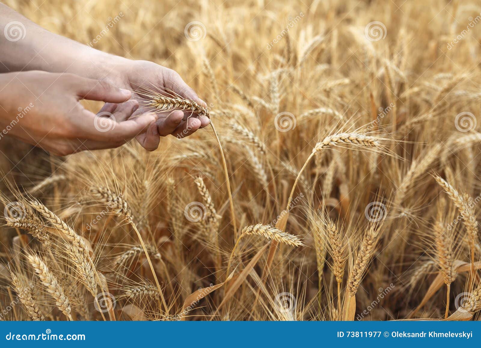 Wheat Ears in Farmer Hands Close Up on Field Background Stock Image ...