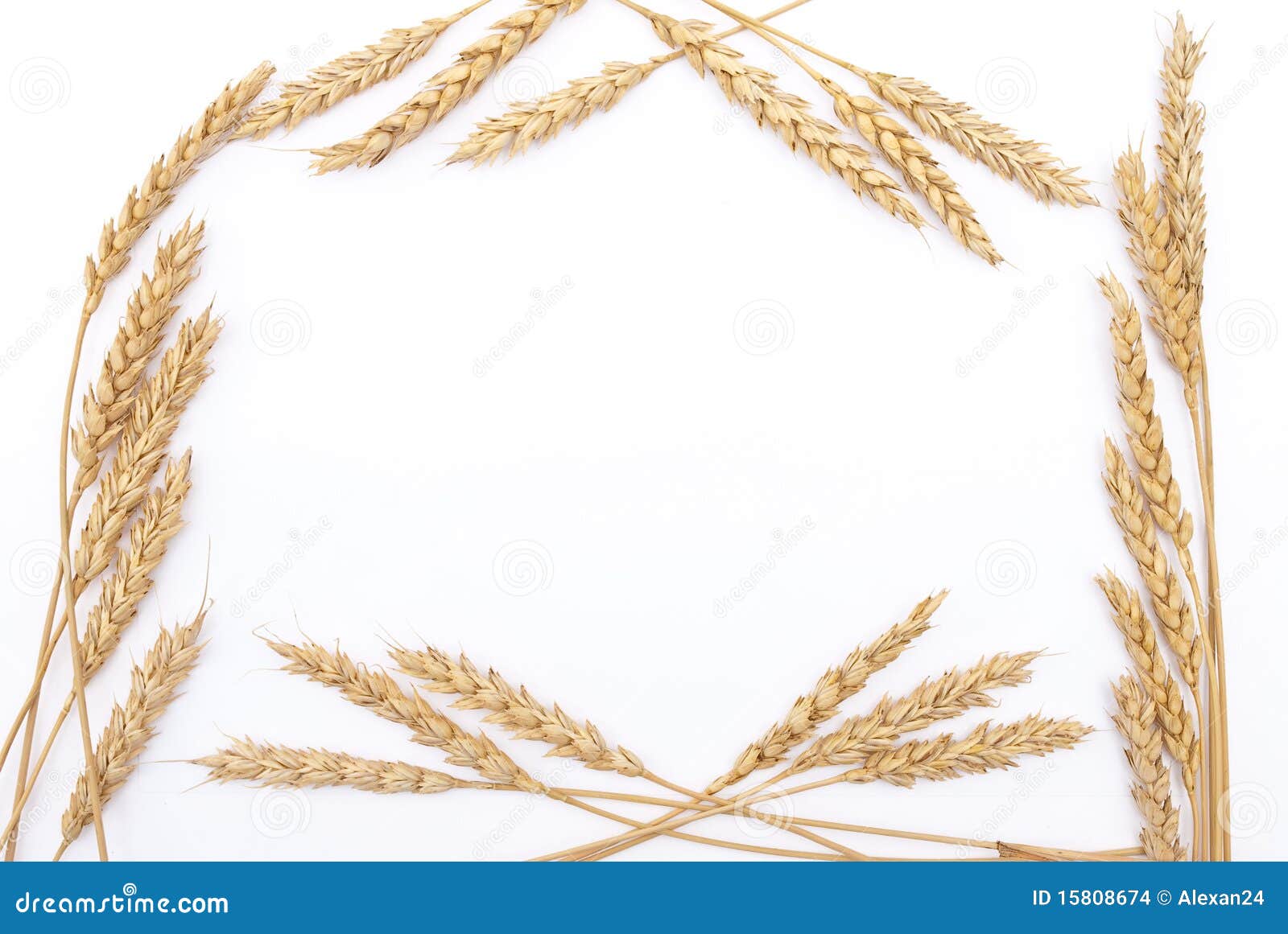 Wheat ears frame stock photo. Image of farm, seed, agriculture - 15808674
