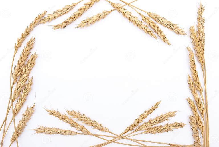 Wheat ears frame stock photo. Image of farm, seed, agriculture - 15808674