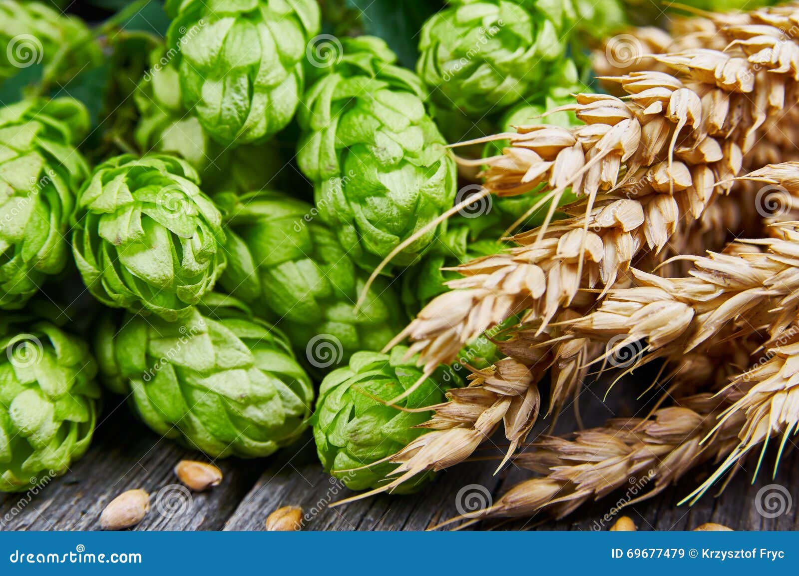 Wheat ears and fresh hops stock image. Image of bottles - 69677479