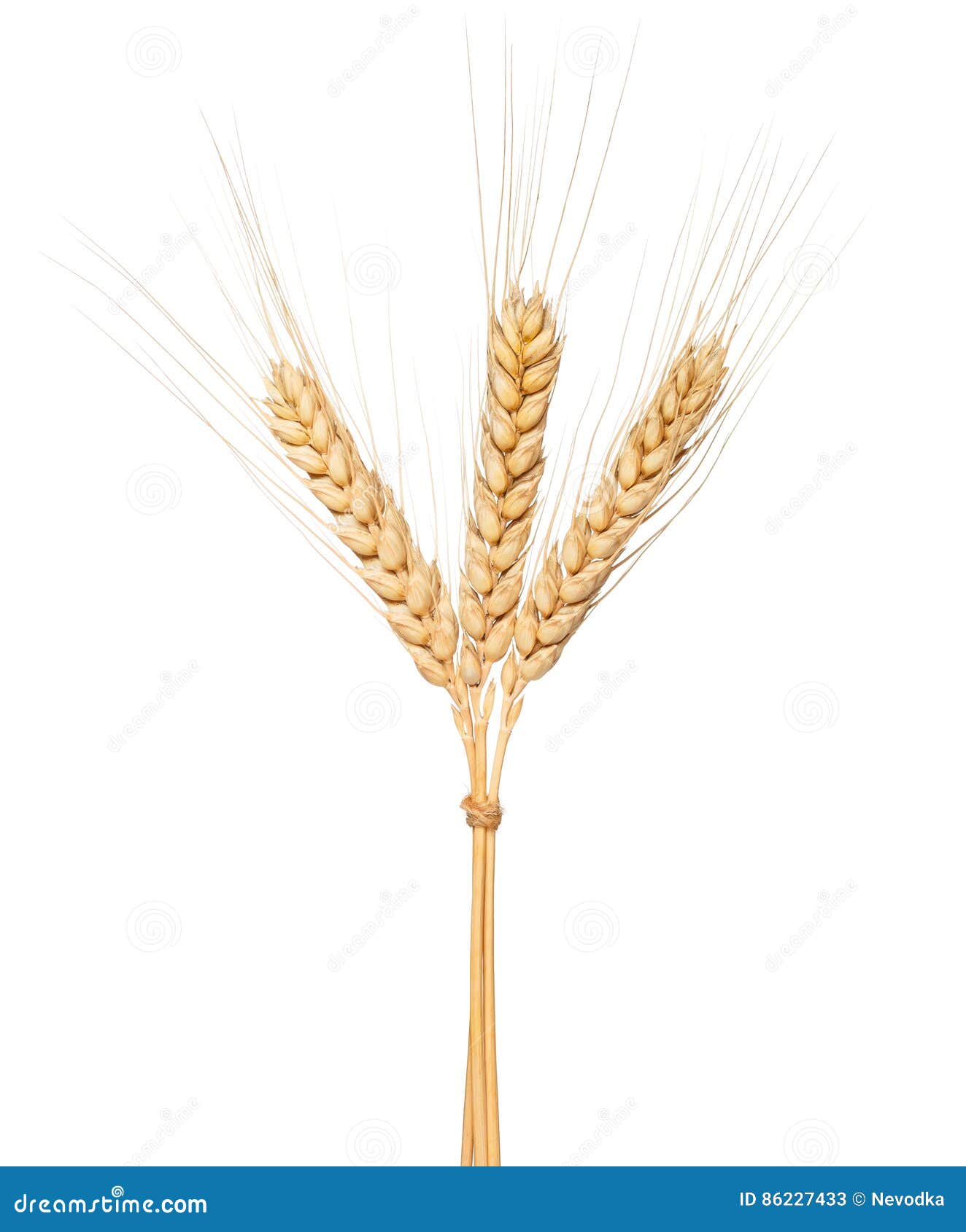 Wheat ears stock image. Image of agriculture, natural - 86227433