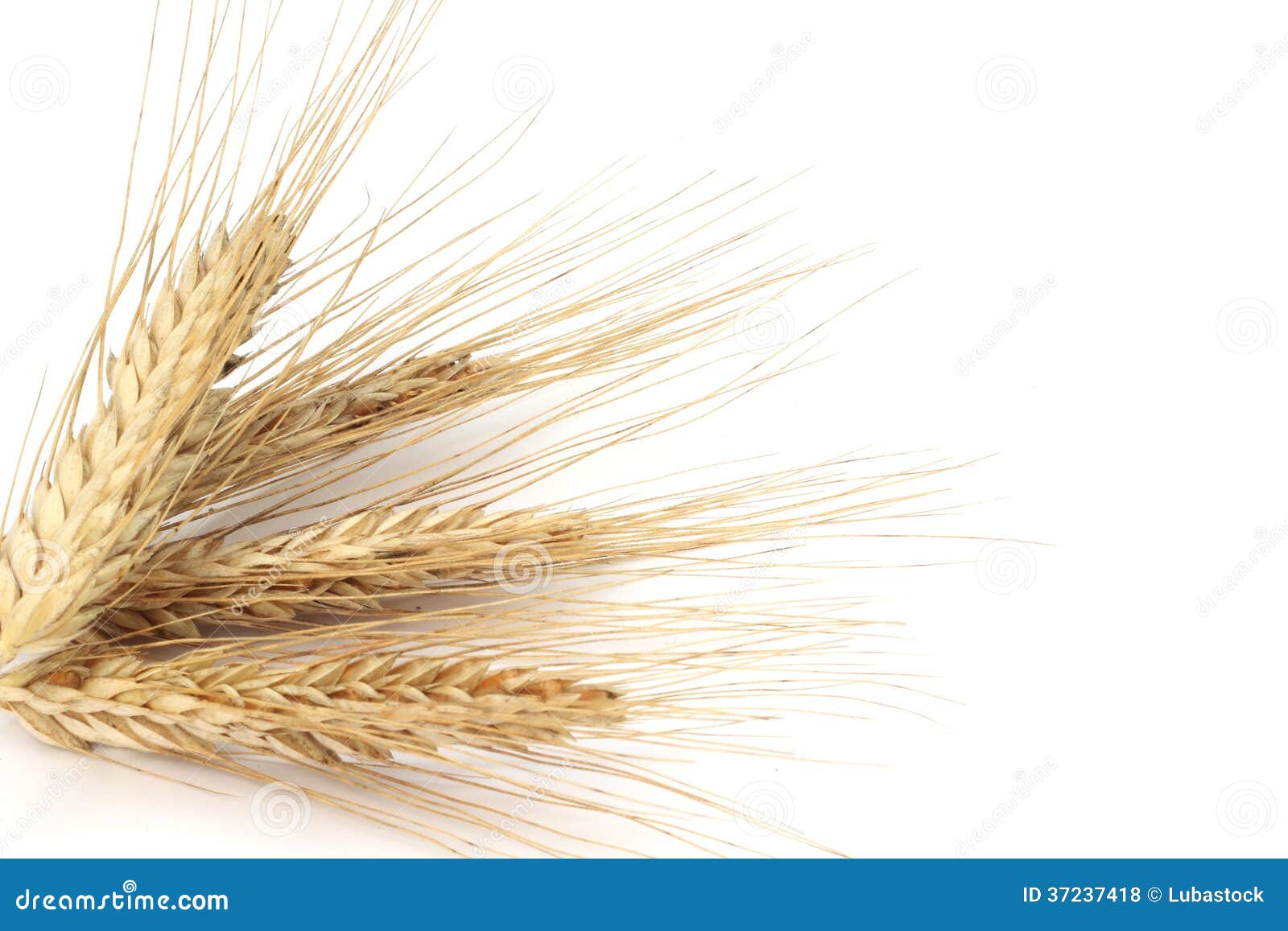 Wheat ears stock photo. Image of harvesting, wheat, autumn - 37237418