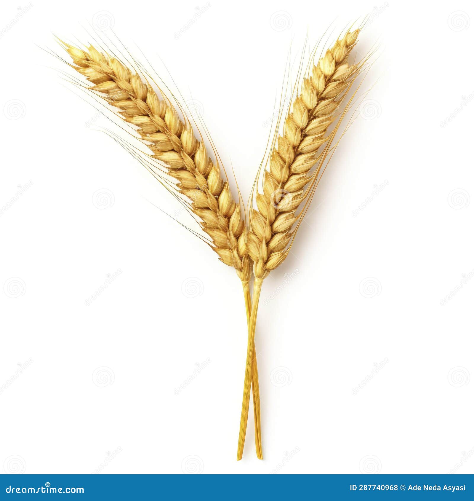 Wheat Ears Isolated on White Background Stock Illustration ...