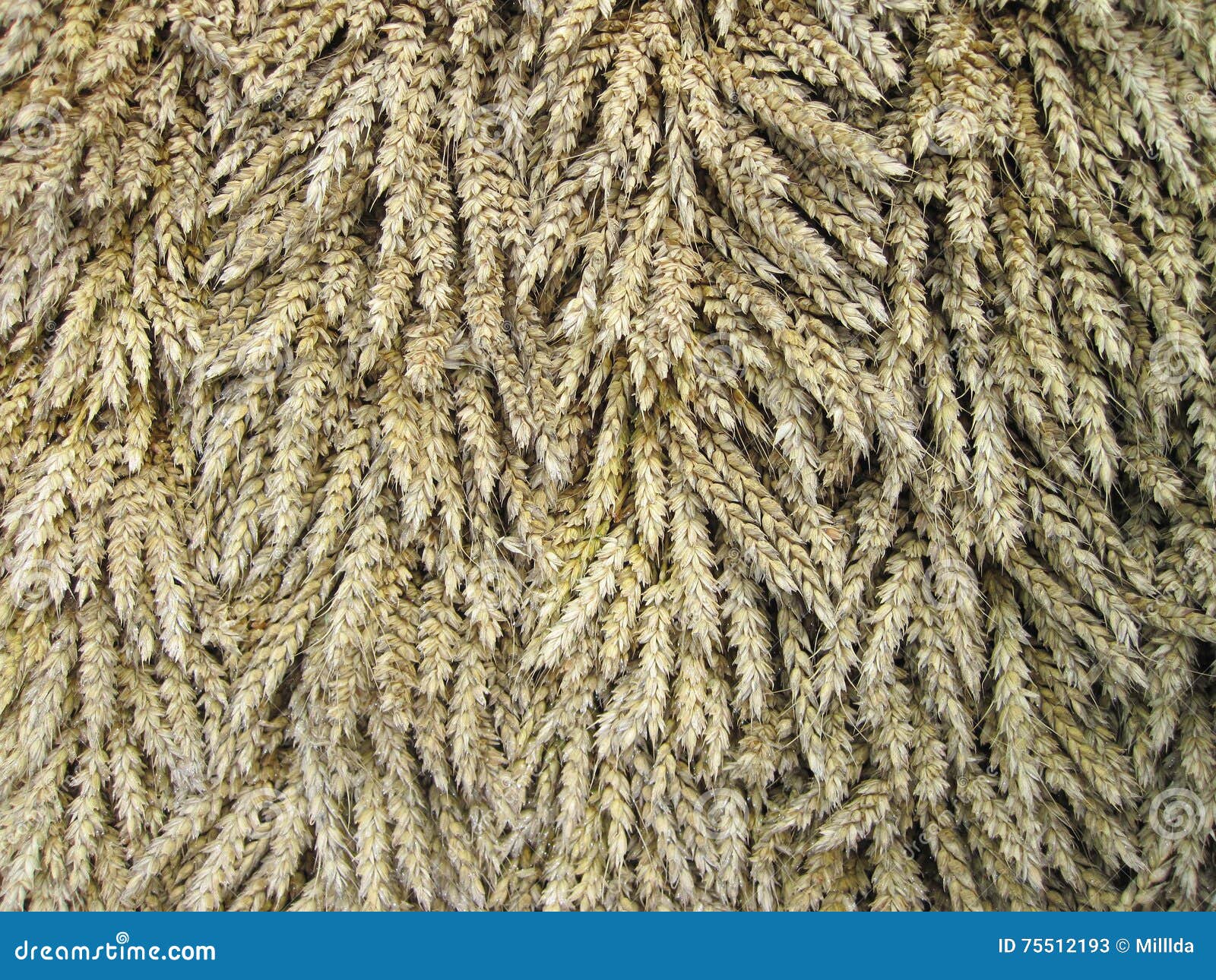 Wheat ears pattern stock image. Image of ripe, suitable - 75512193