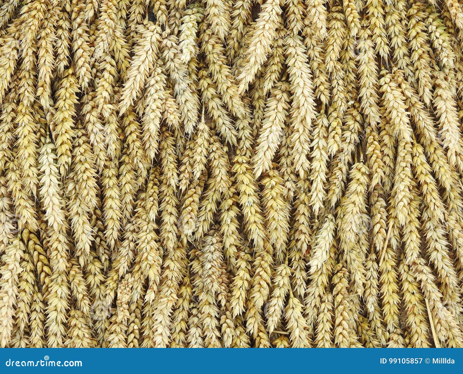 Wheat ears pattern stock image. Image of ripe, pattern - 99105857