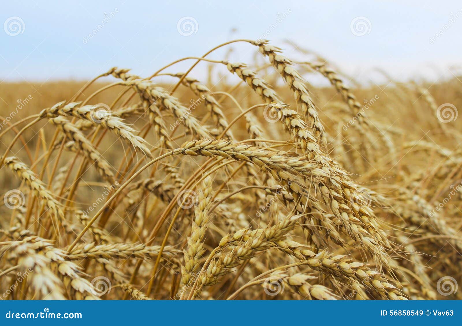 Wheat ears stock image. Image of farm, harvest, chaff - 56858549