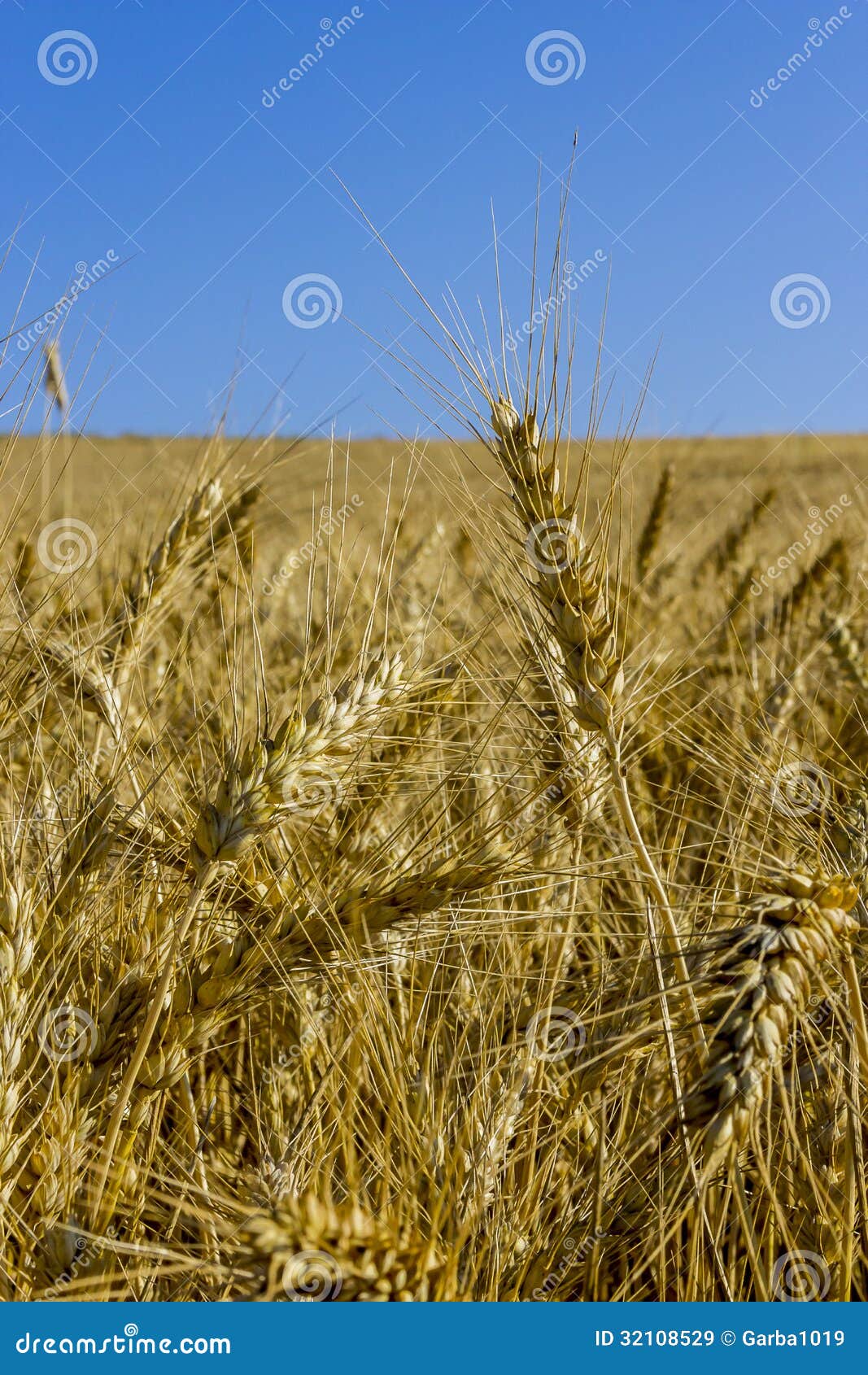 Wheat stock image. Image of field, cereal, outdoors, botany - 32108529