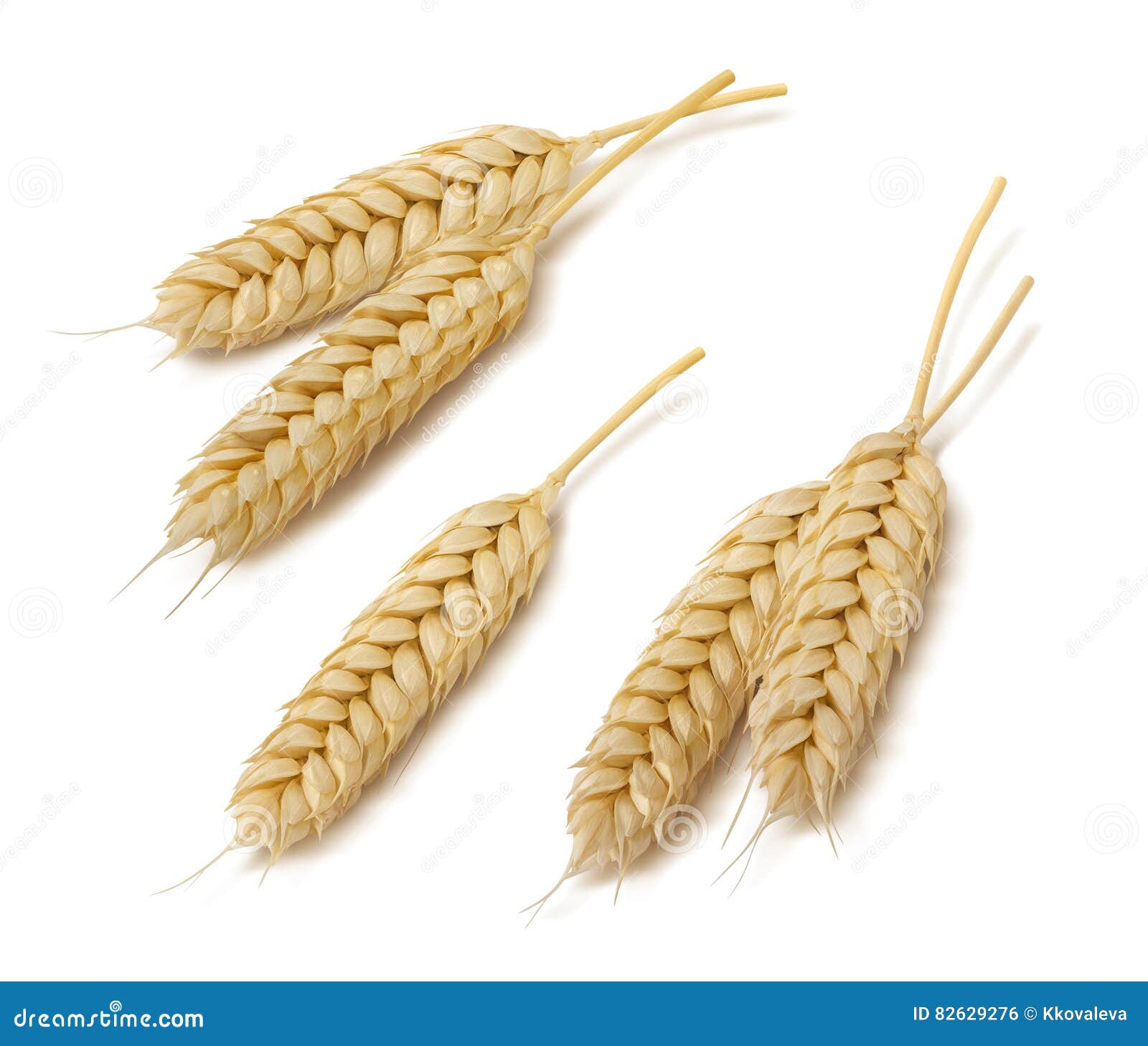 Wheat Ears Set 3 Isolated on White Background Stock Photo - Image of ...