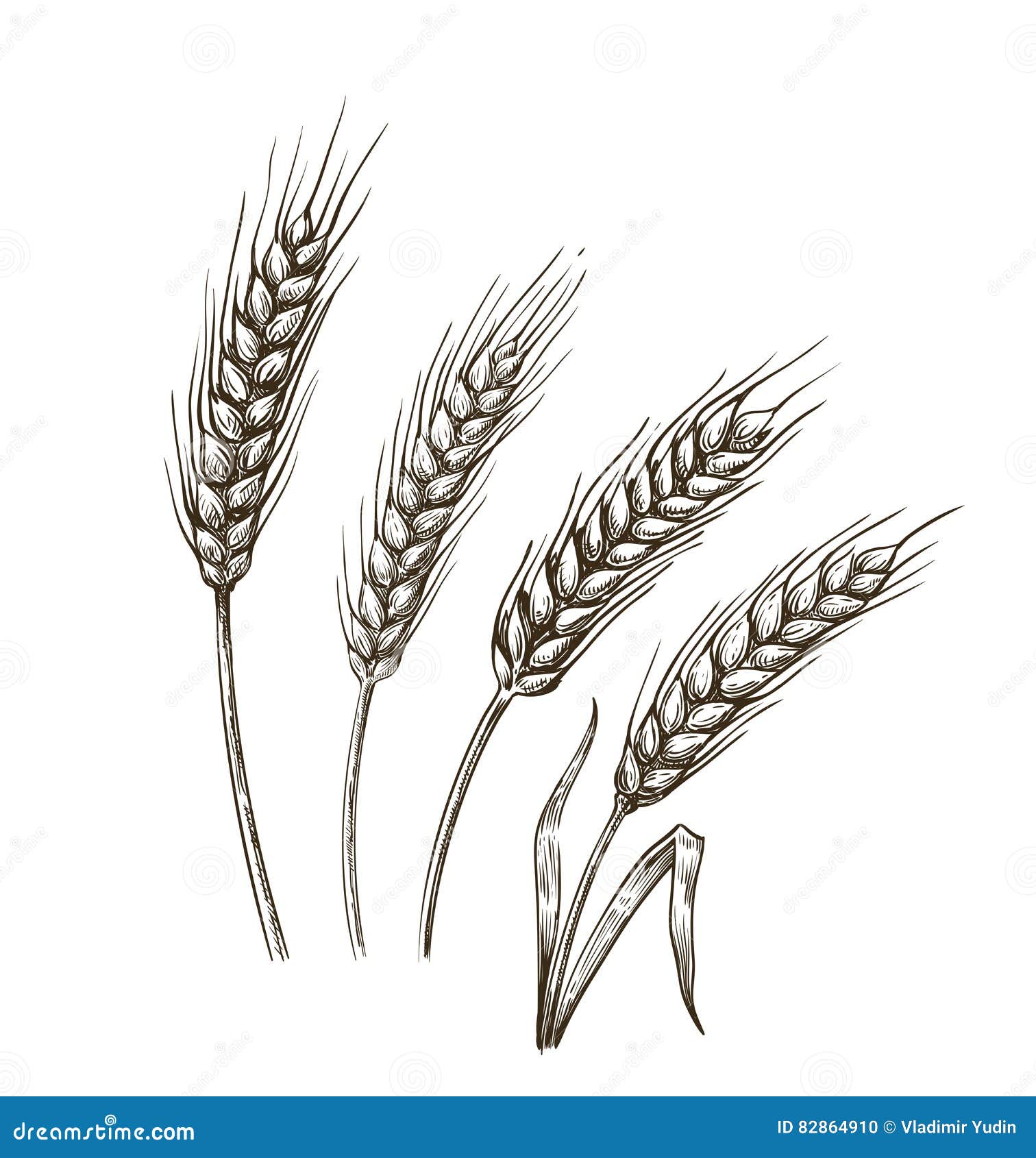 Wheat ears sketch stock vector. Illustration of farming - 82864910
