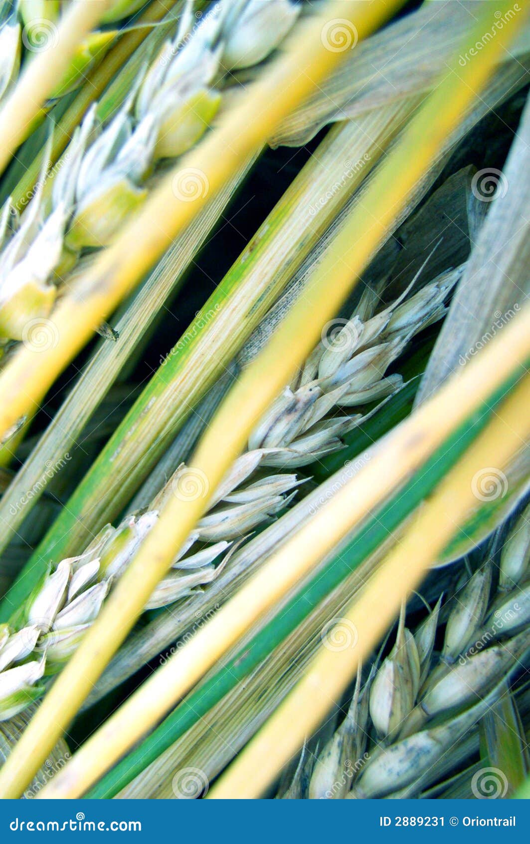 26,954 Straw Ears Stock Photos - Free & Royalty-Free Stock Photos from ...