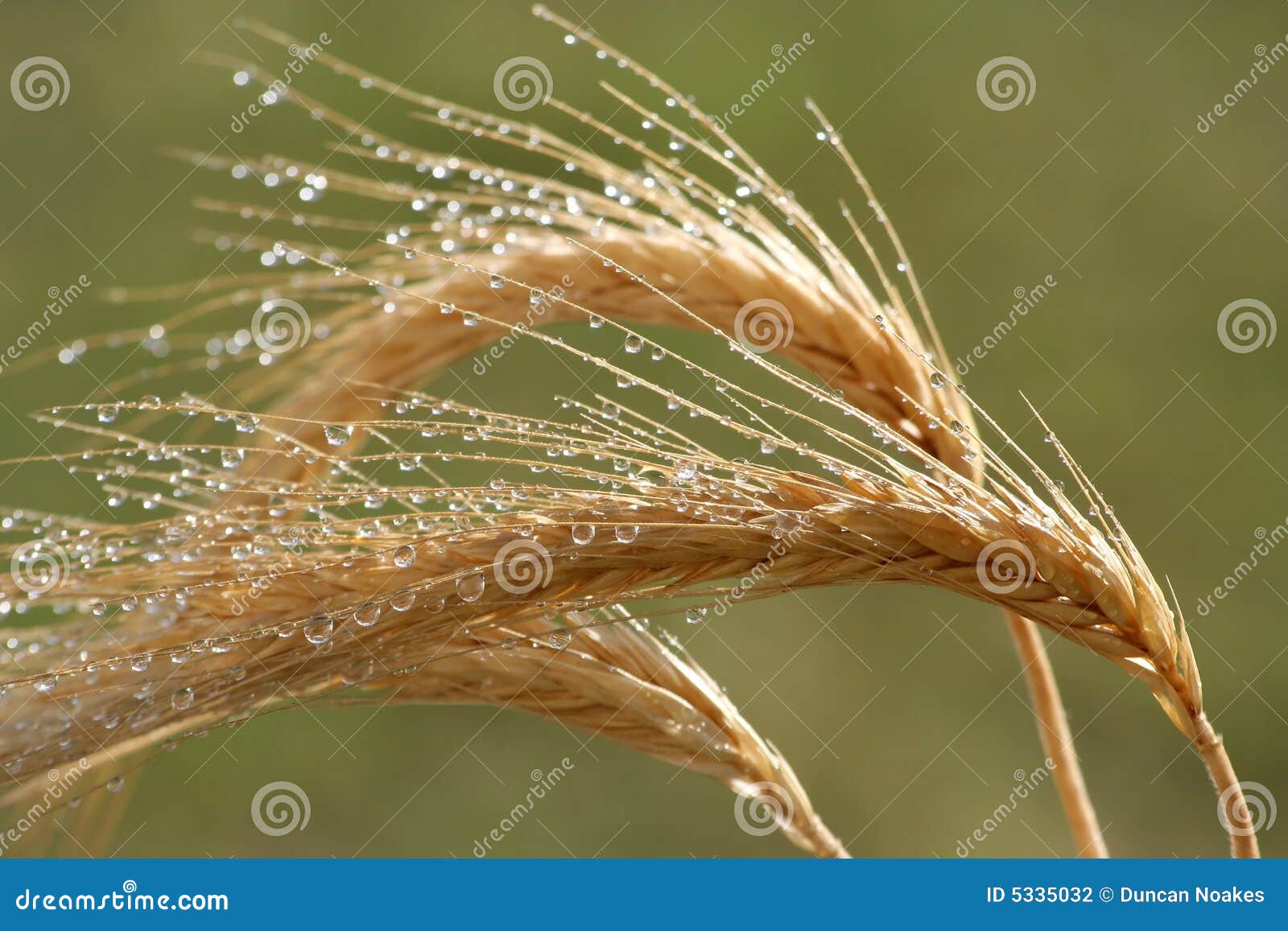 Wheat Ears and Water Drops stock photo. Image of seed - 5335032