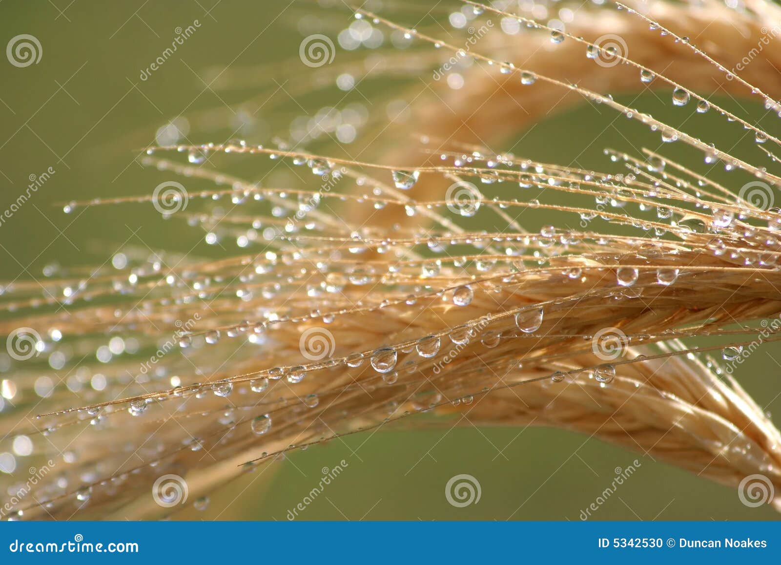 Wheat Ears and Water Drops stock photo. Image of vegetation - 5342530